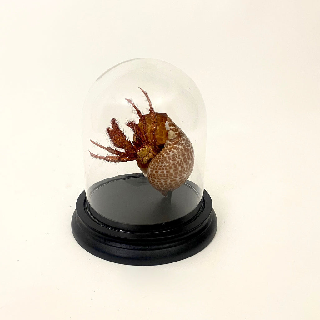 large Hermit crab specimen mounted in a glass dome . – Les Couilles du ...