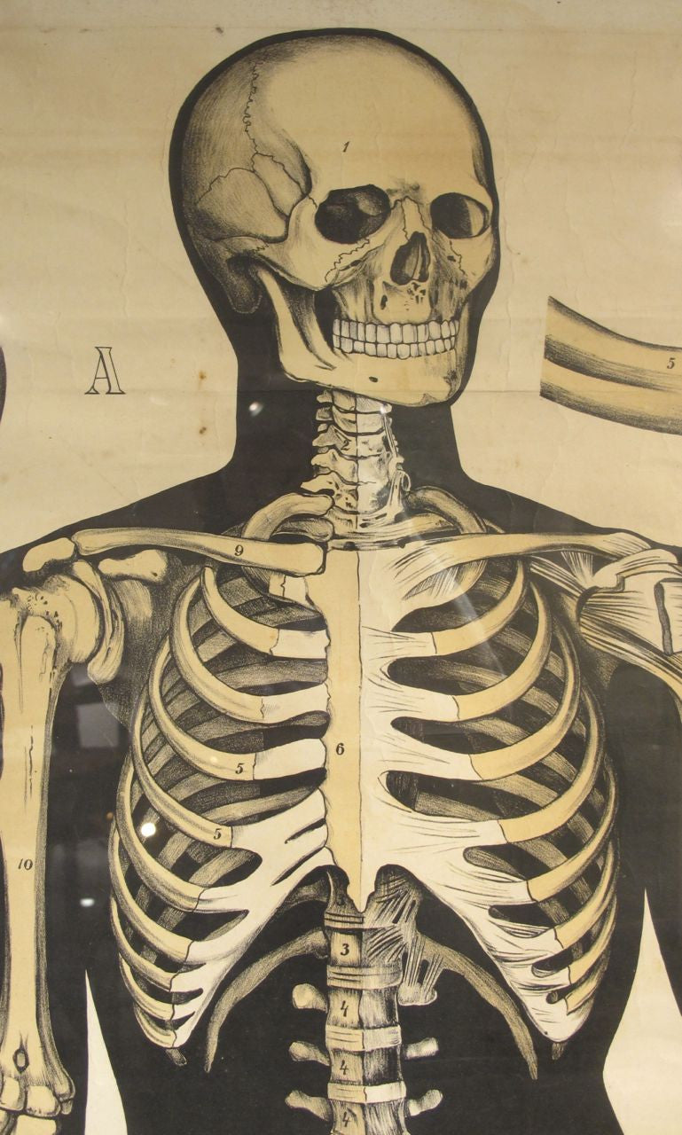 Early 20th century Framed Human Skeleton Anatomy Poster – Les Couilles ...